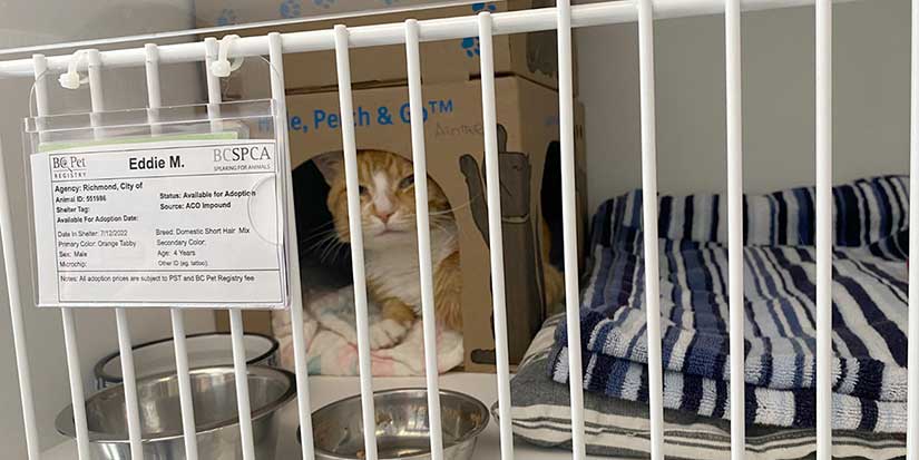 RichmondSentinel | BC Pet Registry helps reunite lost animals with owners